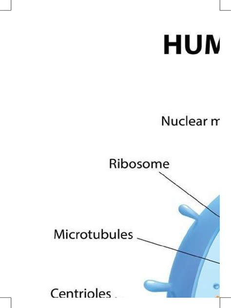 Human Cell Anatomy Pdf