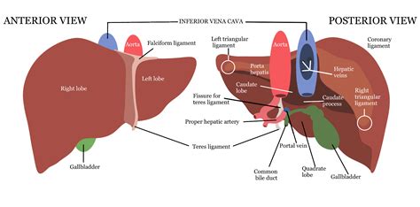 The Anatomy Of The Liver Biochive