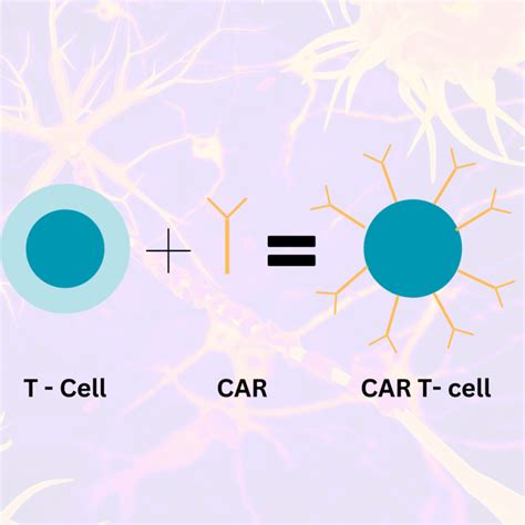 Cd19 Car T Cell Therapy In Precision Cancer Treatment