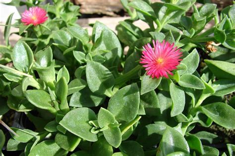 4 Aptenia Succulent Stunners The Ultimate Guide For Gardeners Succulent Alley