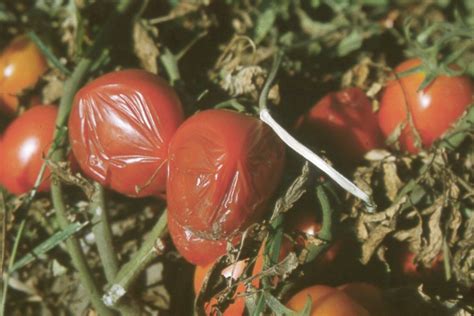 Tomato Pythium Rot Pacific Northwest Vegetable Extension Group