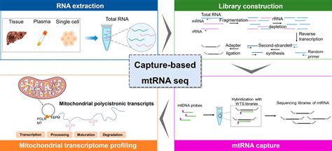 Cap A High Efficiency Capture Based Ngs Approach For Comprehensive Analysis Of Mitochondrial