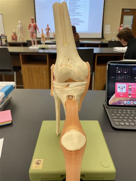 Knee Model Diagram Quizlet