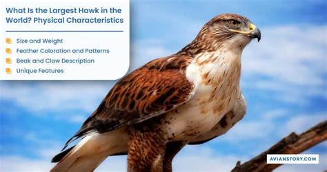 Largest Hawk In The World Exploring The Ferruginous Hawk