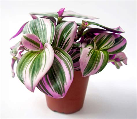 Plantes Dintérieur Culture Et Entretien