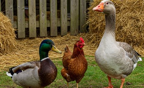 Éttermi Minőség Otthon Miért Más A Házi Kacsa íze Farmvilág