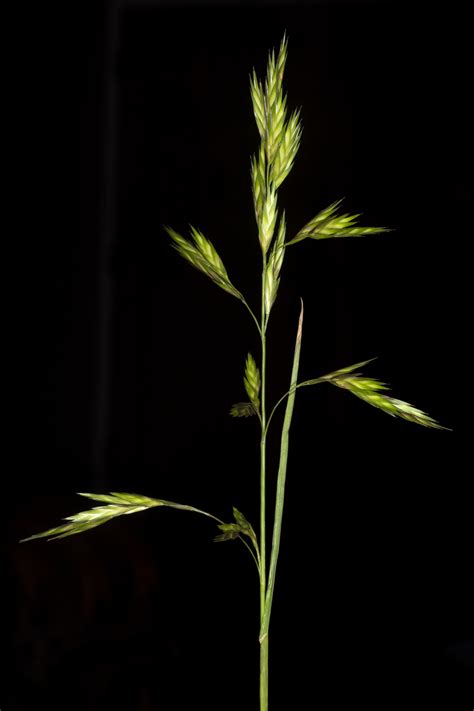 Bromus Catharticus Poaceae