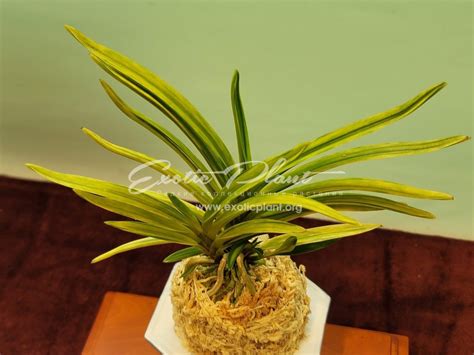 Neo Biwon Exotic Plant Редкие коллекционные растения