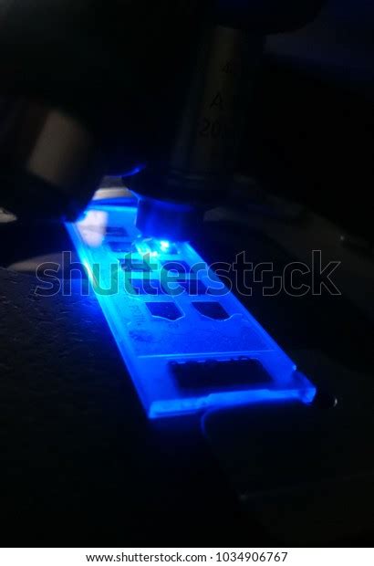 Immunofluorescence Test Photos And Images And Pictures Shutterstock