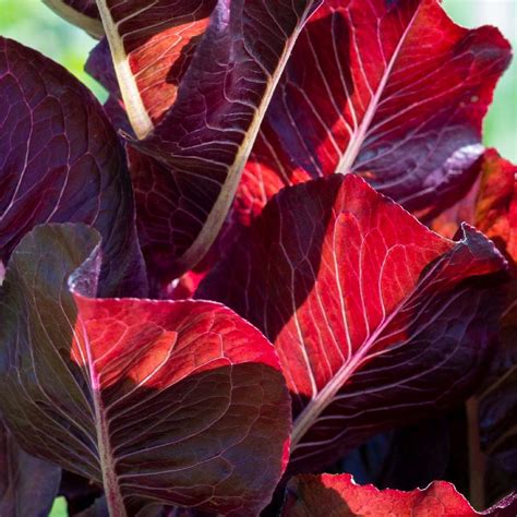 Red Romaine Lettuce Johnnys Seeds At Laura Kiek Blog