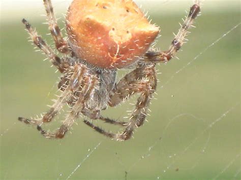 Araneus Gemmoides Cat Faced Spider Araneus Gemmoides Bugguidenet