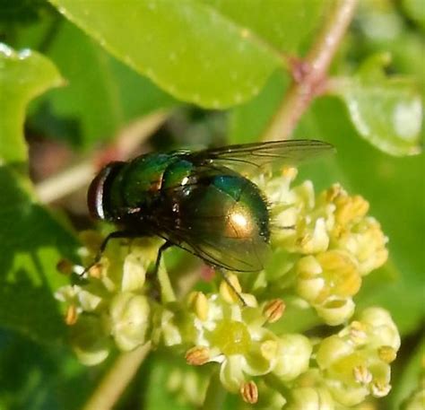 Green Fly Lucilia Bugguidenet