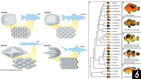 Integument And Exoskeleton Of Fish Dermis Epidermis Scales
