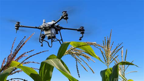 Insecticide Protection Of Corn With Agro Drones