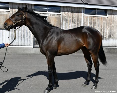 2020年8月6日サラブレッドオークション一覧 競馬まとめニュース