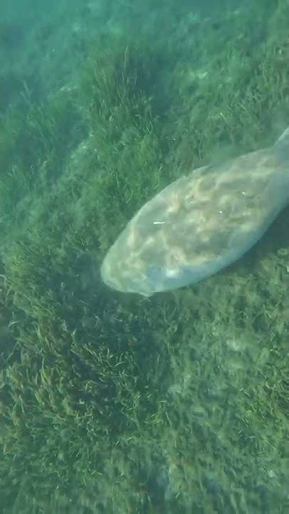 Short Of Manitee Youtube