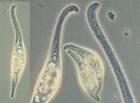 Protist Images Litonotus Cygnus