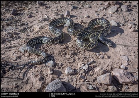 Desert King Snake Arizona