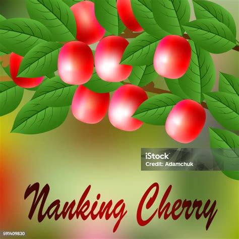 Ilustración De Rojo Jugoso Dulce Nanking Cherry En Una Rama Para Su Y
