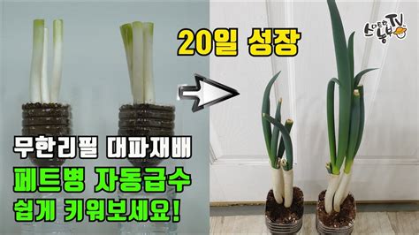집에서 대파키우기 자동급수화분 페트병 수경재배 아파트 베란다 대파 재배방법 파테크 Youtube