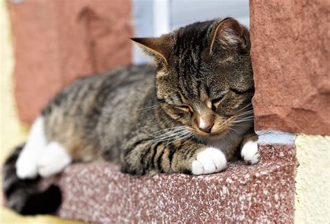 Cute Cat Free Photo On Pixabay Pixabay