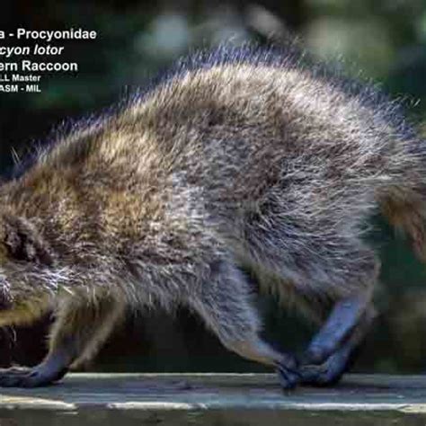Northern Raccoon American Society Of Mammalogists