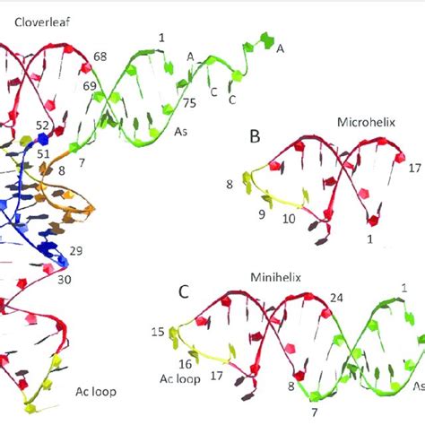 Fitting The Model To The Structure Of The Trna Cloverleaf A