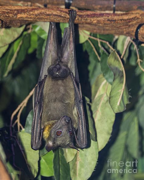 Straw Colored Fruit Bat Fictionrulezforever Wiki Fandom