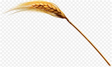 一根稻穗png图片素材下载图片编号9764069 Png素材网