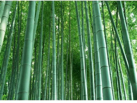 王徽之爱竹1word文档在线阅读与下载无忧文档