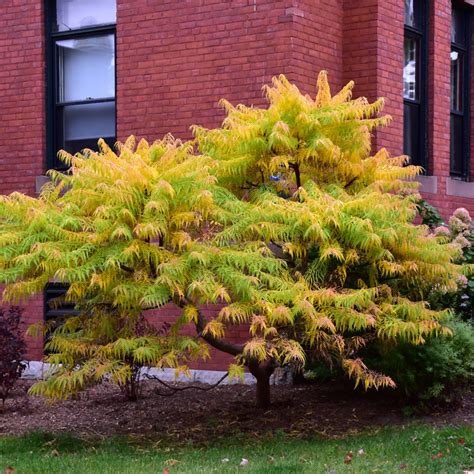 Tiger Eyes Sumac Indy Plants