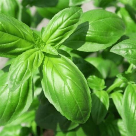 Herb Plants Basil Sweet Genovese Plug Plant Pack By Acqua Garden