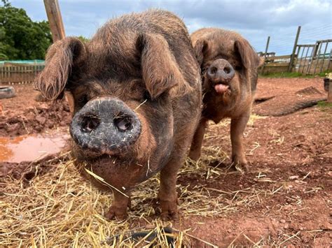 Merry Moos Farm Project Cic Not For Profit Is Hoping To Release A New Crowdfunding Campaign In