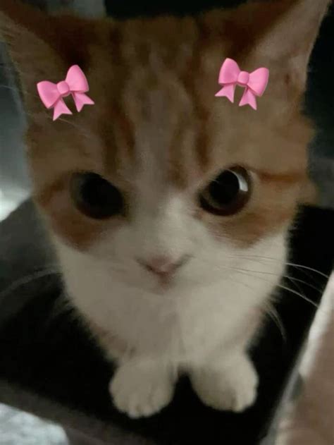 Pin By Hairo On Random Cute Cats Cute Cats Photos Cat Memes