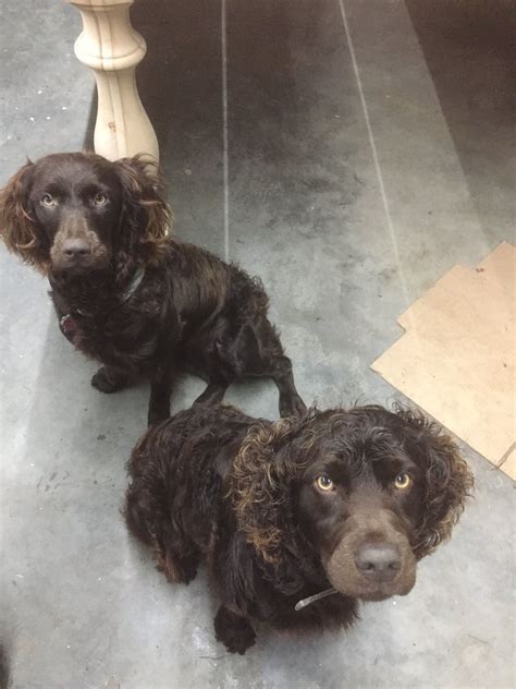Taylor Ranch Boykins Boykin Spaniel Puppies For Sale In Stilwell Ok