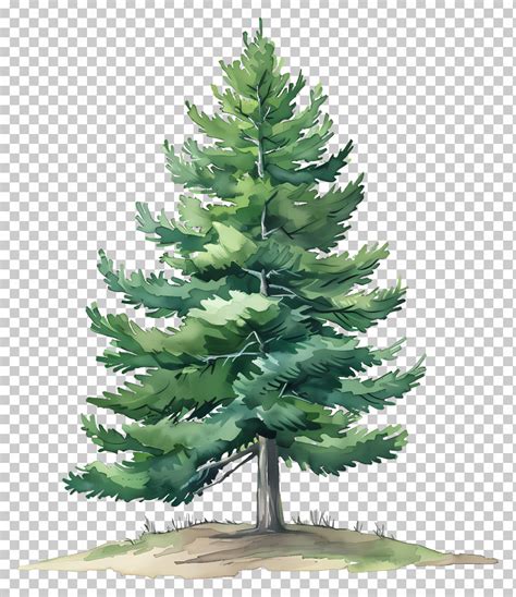 Pine Tree Beautiful Pine Tree Illustration Png Clipart Botanical Drawings Eco Themed