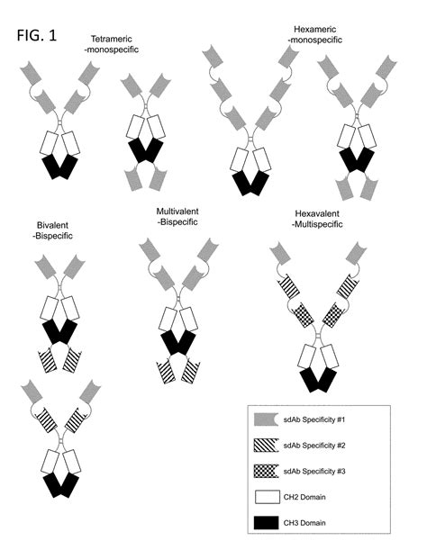 Multivalent And Multispecific 41bb Binding Fusion Proteins Eureka Patsnap