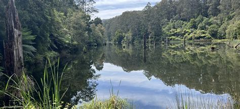 Lake Elizabeth Loop Victoria Australia 293 Reviews Map Alltrails