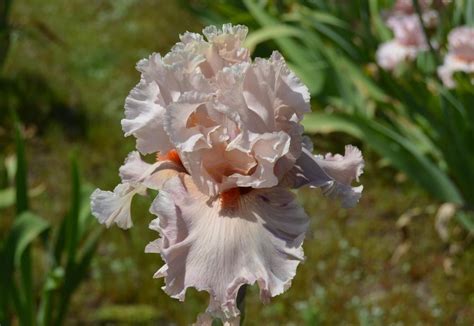 Tall Bearded Iris Iris Bracken Ridge In The Irises Database
