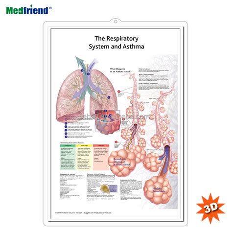 3d Medical Human Anatomical Wall Chart Poster The Respiratory