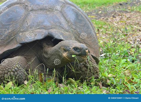 Galapagos Giant Tortoise Stock Image Image Of Head 340418401