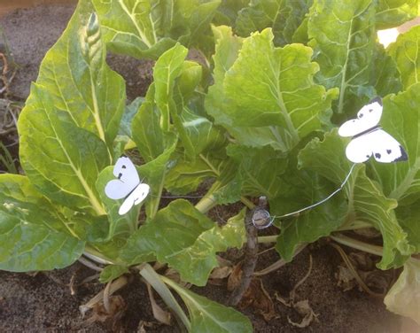 12 Cabbage Moth Decoy White Butterfly On Stake Cabbage Moth Decoys Etsy