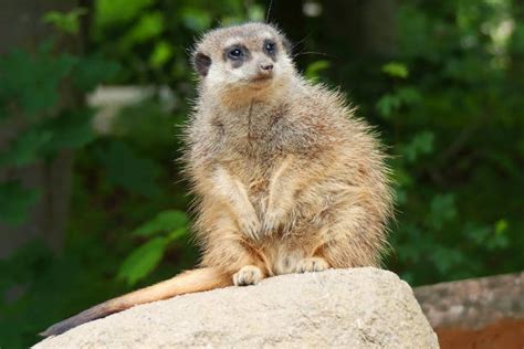 90 Merkat Fotografías De Stock Fotos E Imágenes Libres De Derechos