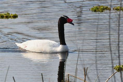 Cisne Cuello Negro Cygnus Melancoryphus Ecoregistros