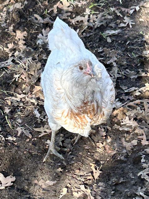 Pale Comb Molting Or Something Else Rbackyardchickens