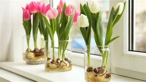 How To Grow Tulip Bulbs In Water Indoors 7 Easy Steps