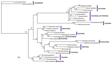 Maximum Likelihood Iq Tree Phylogeny Of Bivalvia Venerida And