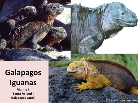 The Discovery Of The Galapagos Pink Land Iguana Ppt