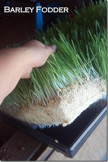 Barley Fodder System Artofit