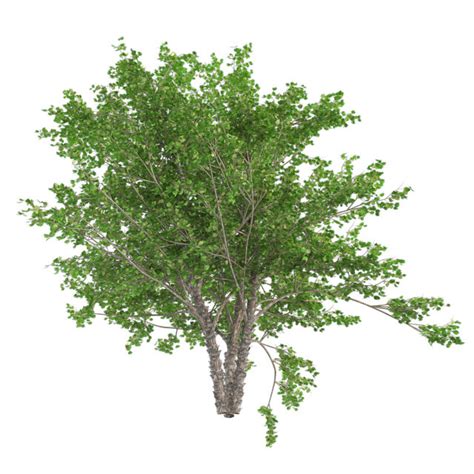 Artstation River Birch Tree Game Assets